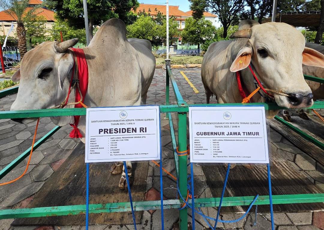 Prabowo, Khofifah, dan Emil Pilih Sapi Peranakan Ongole - Neo-Demokrasi